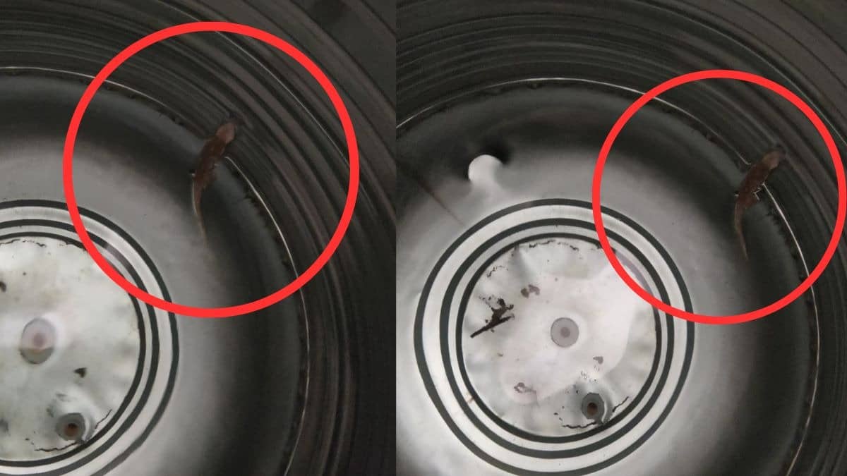 Dead Lizard in Water Tank: 4 Karnataka Students Fall Ill After Drinking ...