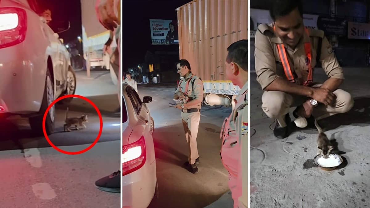 Watch: Cop Spots Tiny Kitten Under Moving Car, Saves It Seconds Before ...