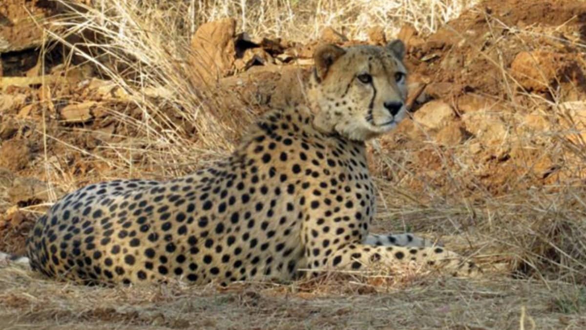 Project Cheetah: New Big Cats Likely by Year-End Amid Talks with Africa ...