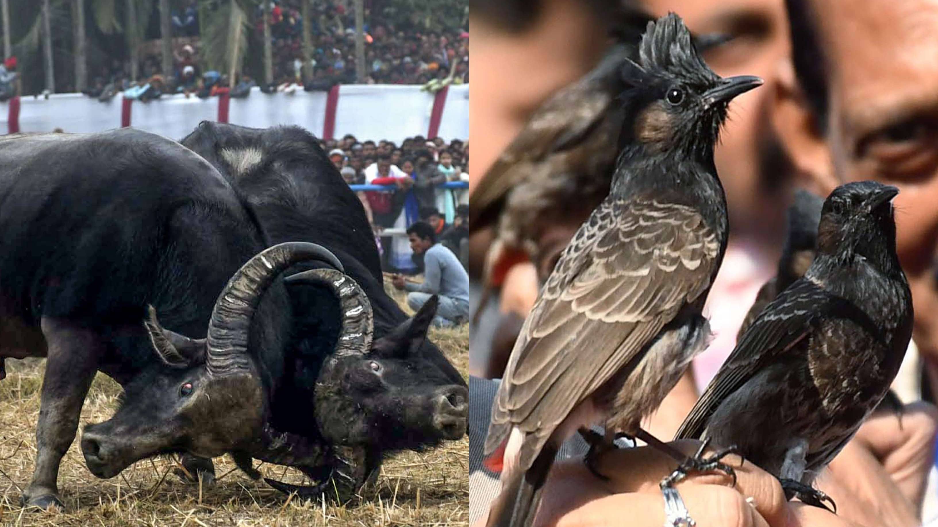 Assam High Court Bans Buffalo, Bulbul Fights After Peta's Petition ...