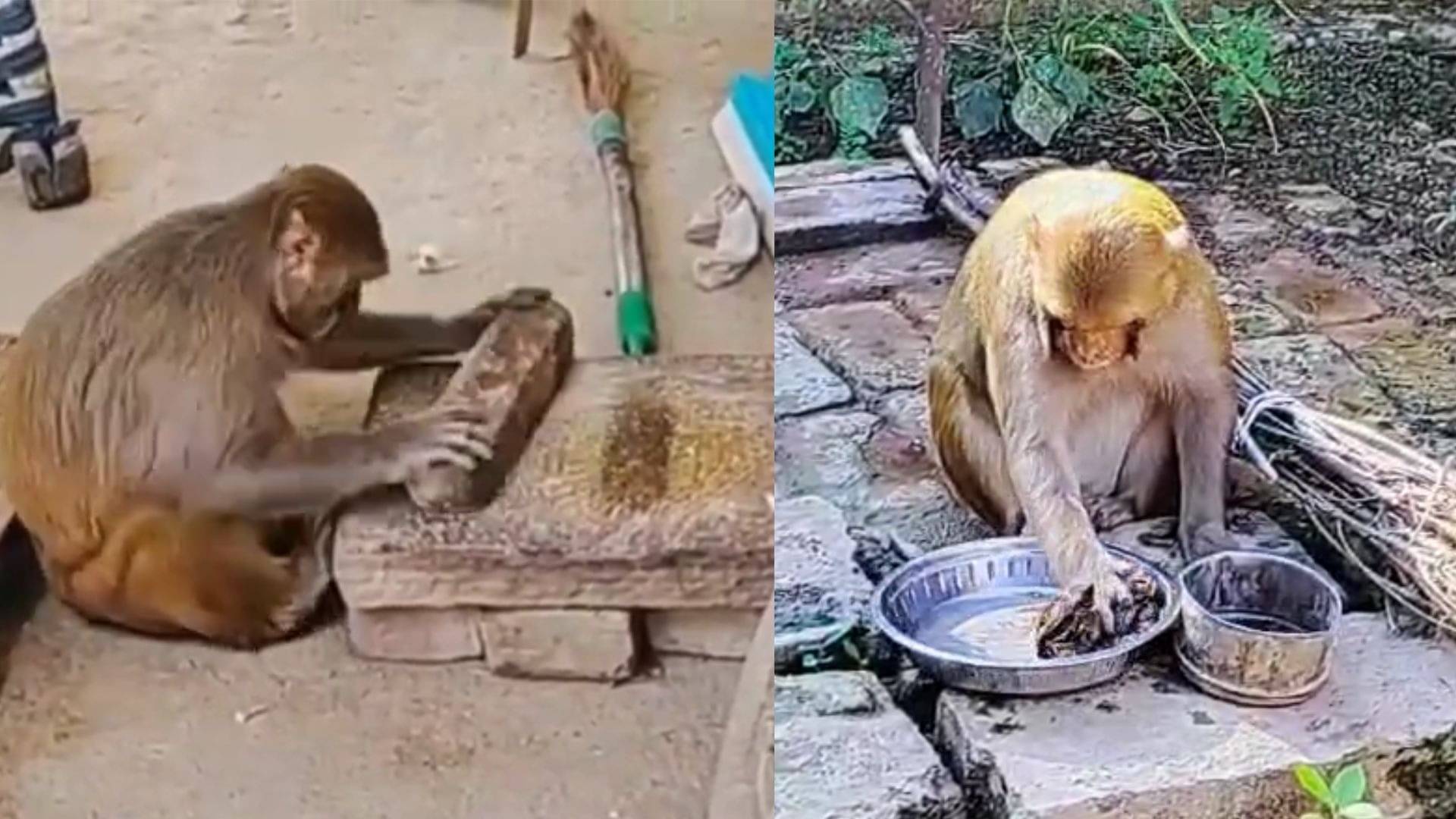 Rani Bandariya: मसाला पीसने से रोटी सेकने तक, इंसानों के सारे काम करती ...