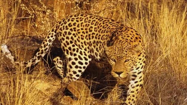 MP: Van Vihar National Park Gets Two Lions from Gujarat in Exchange for ...