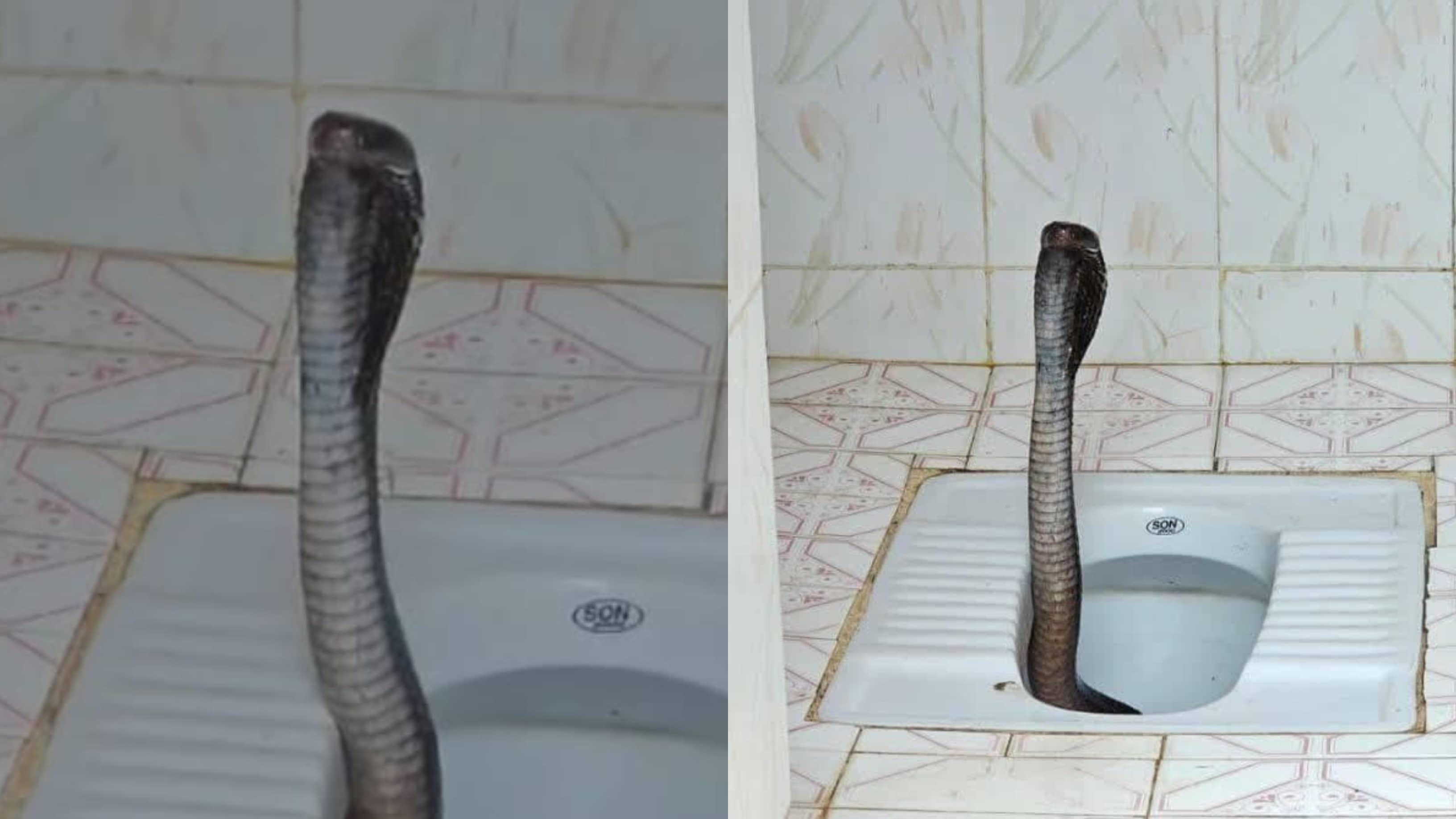 Viral News: Live Cobra Snake Appeared Inside Toilet in Rajasthan's ...