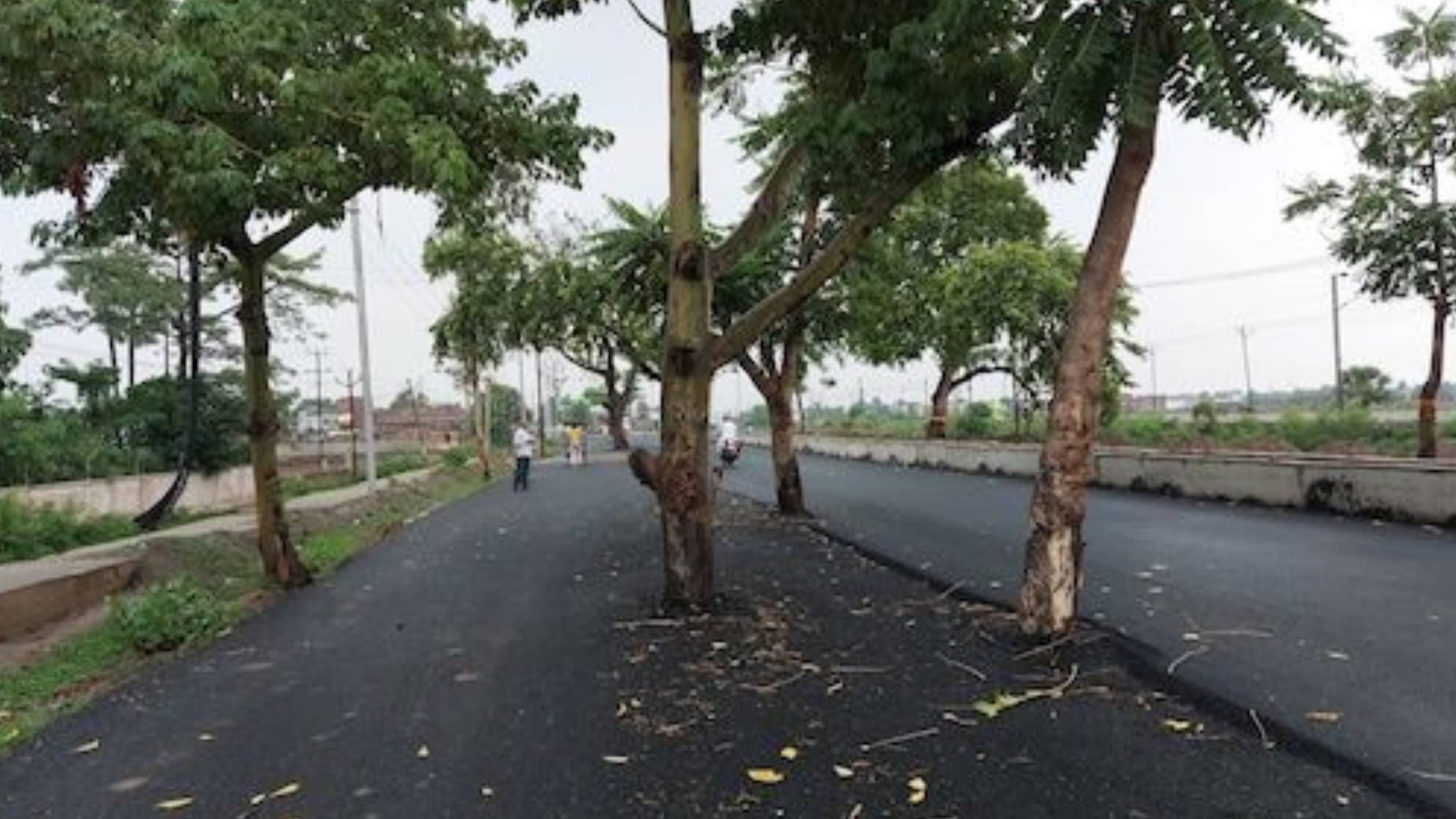 Root of the Problem: Bihar's ₹100-Crore Highway Hits a Tree Jam ...