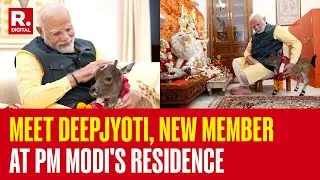 Deepjyoti, New Calf Born At PM Modi's Residence Seen In Heartwarming ...