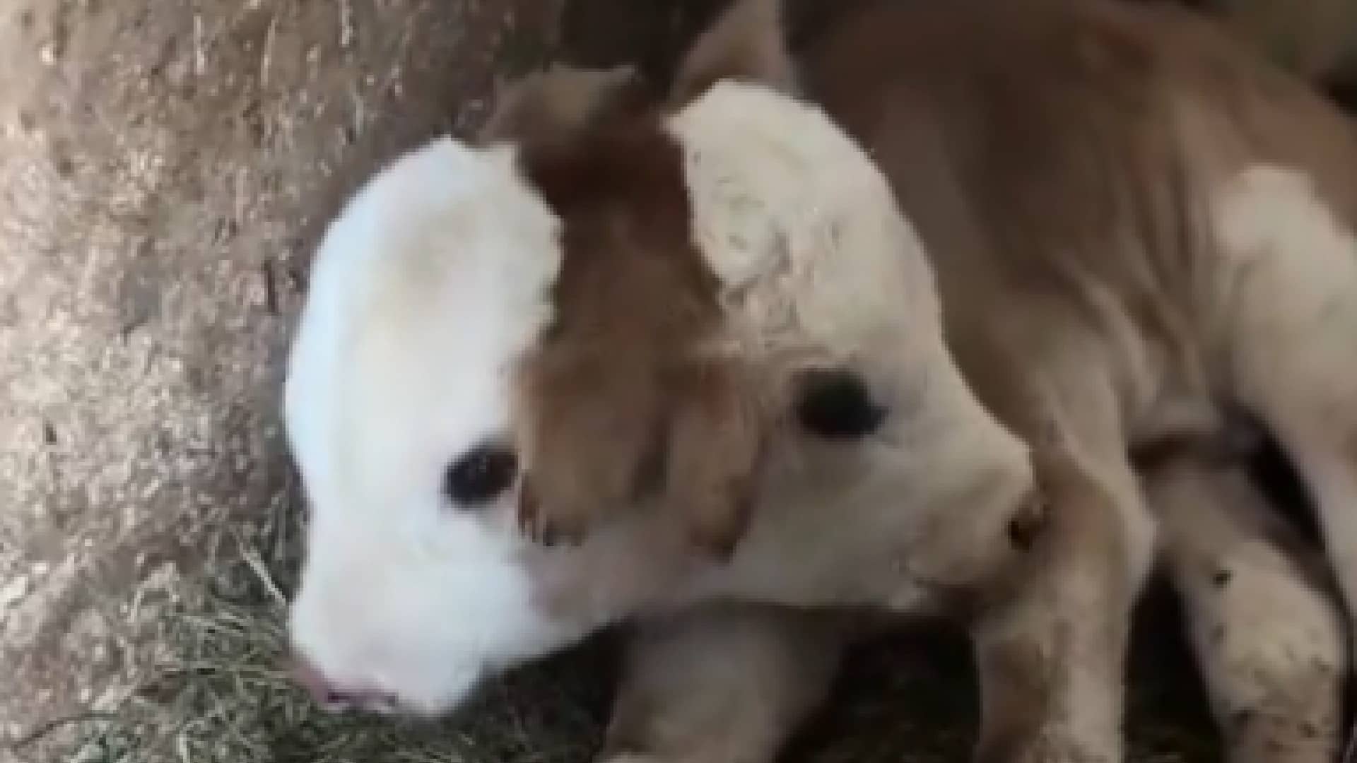 Calf with Two Heads, Four Eyes Born in Mangaluru's Kinnigoli, Draws ...