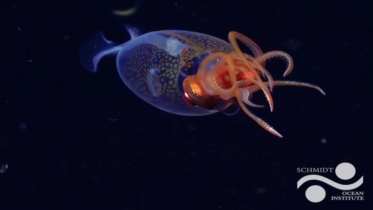 Colossal Squid, World's Largest Invertebrate, Seen Alive in 100 Years In Deep Sea | Video ...