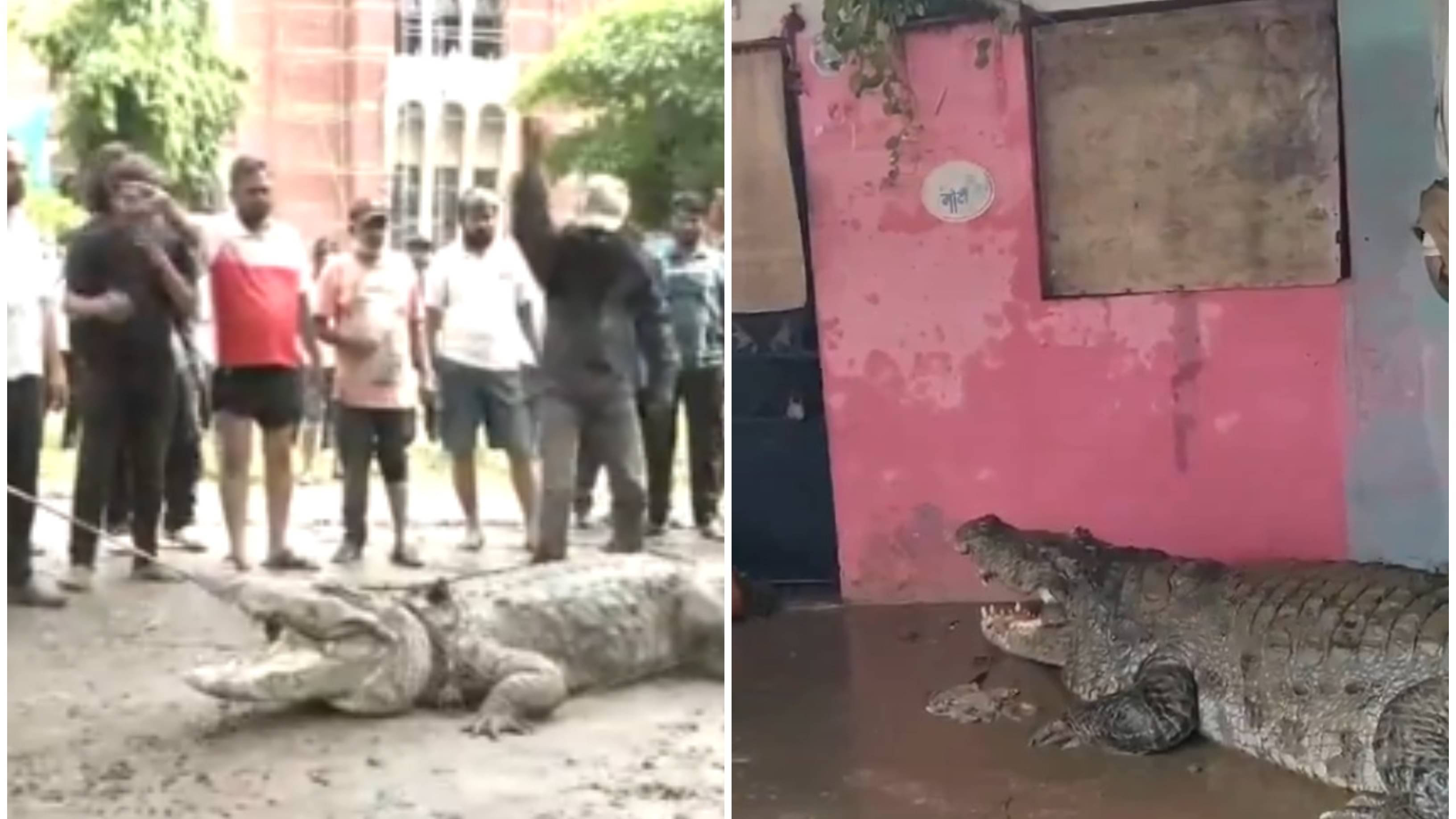 Gujarat Rains: 24 Crocodiles Rescued from Vadodara's Residential Areas Between Aug 27-29 ...
