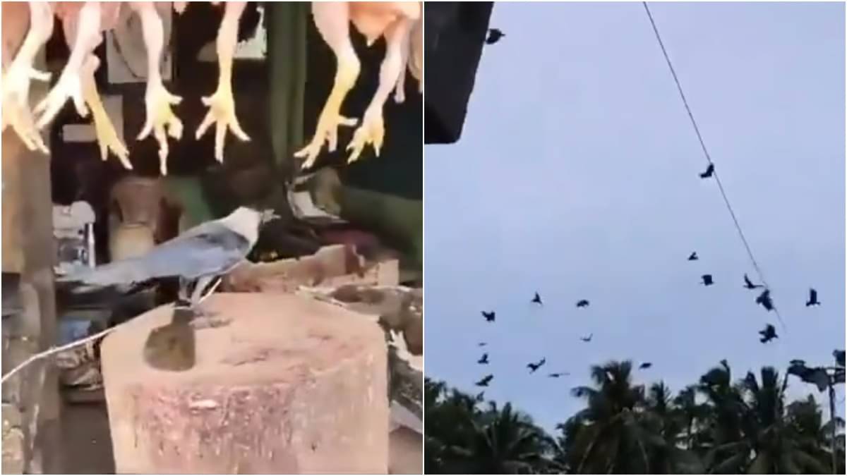 Viral Video: Chicken Shop Owner Ties Crow Over His Shop, Netizens ...
