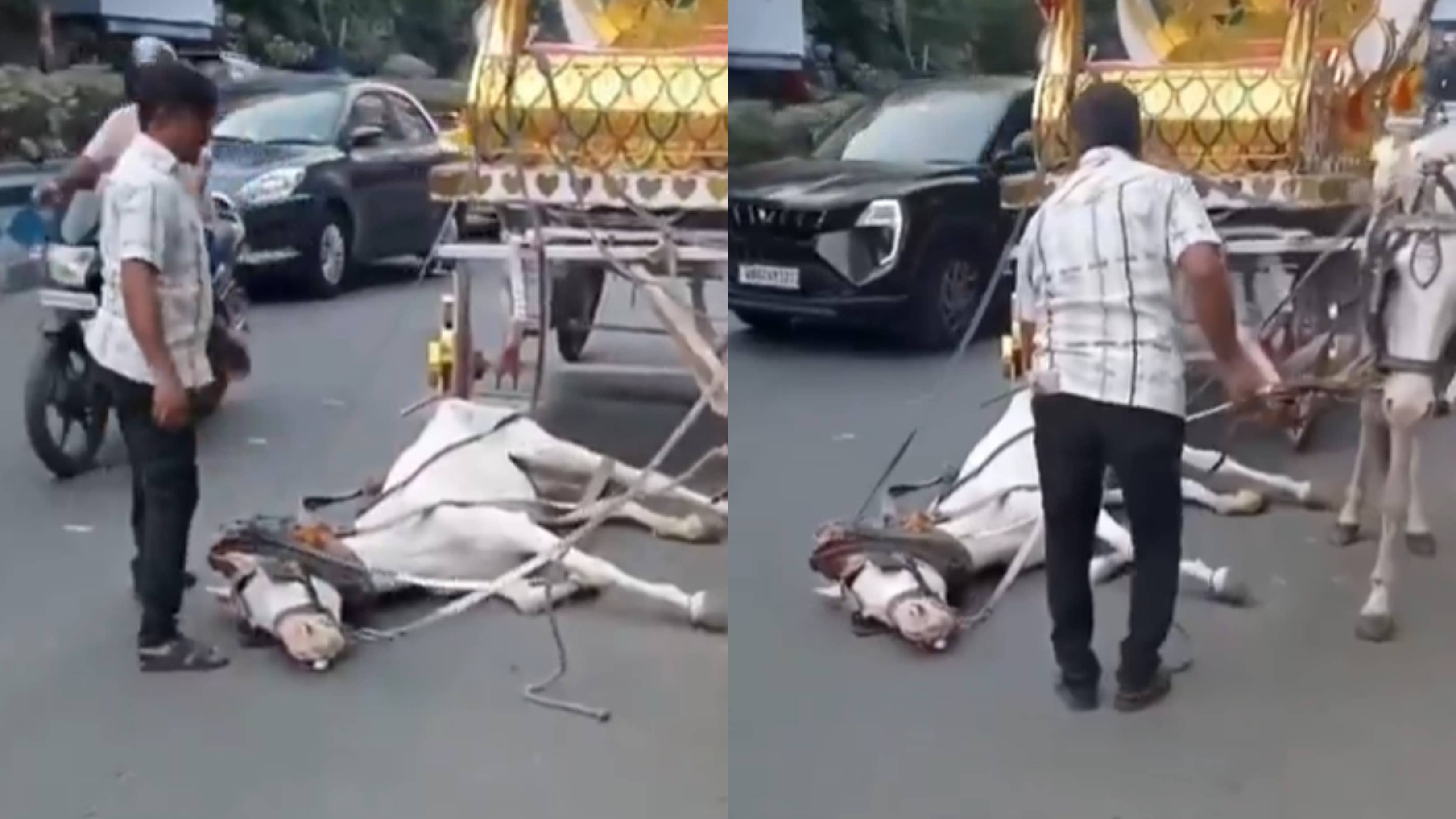 Dehydrated Horse Suffers Heatstroke, Collapses On Kolkata Street, Cruel ...