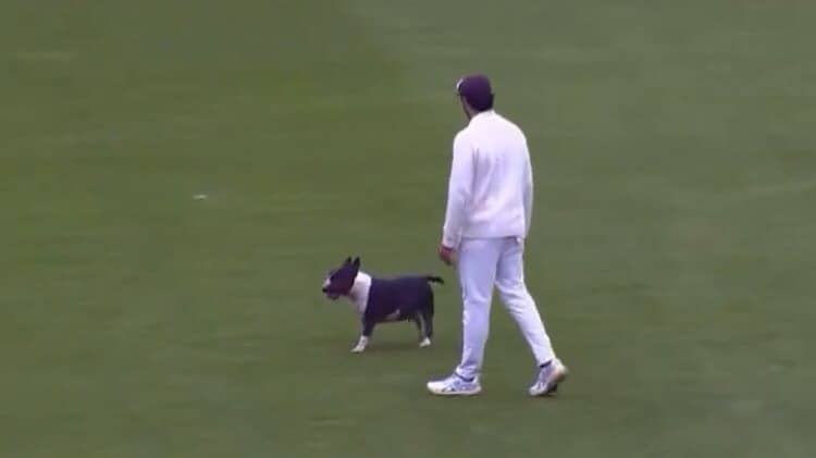 ‘Dog Interrupts Play’ as County Championship Match Briefly Stopped by ...