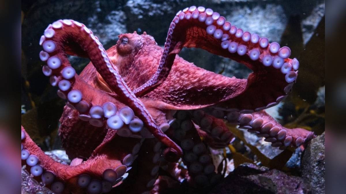‘Eight-Armed Impression’: California Aquarium, Fans Bid Emotional Farewell to Beloved Giant ...