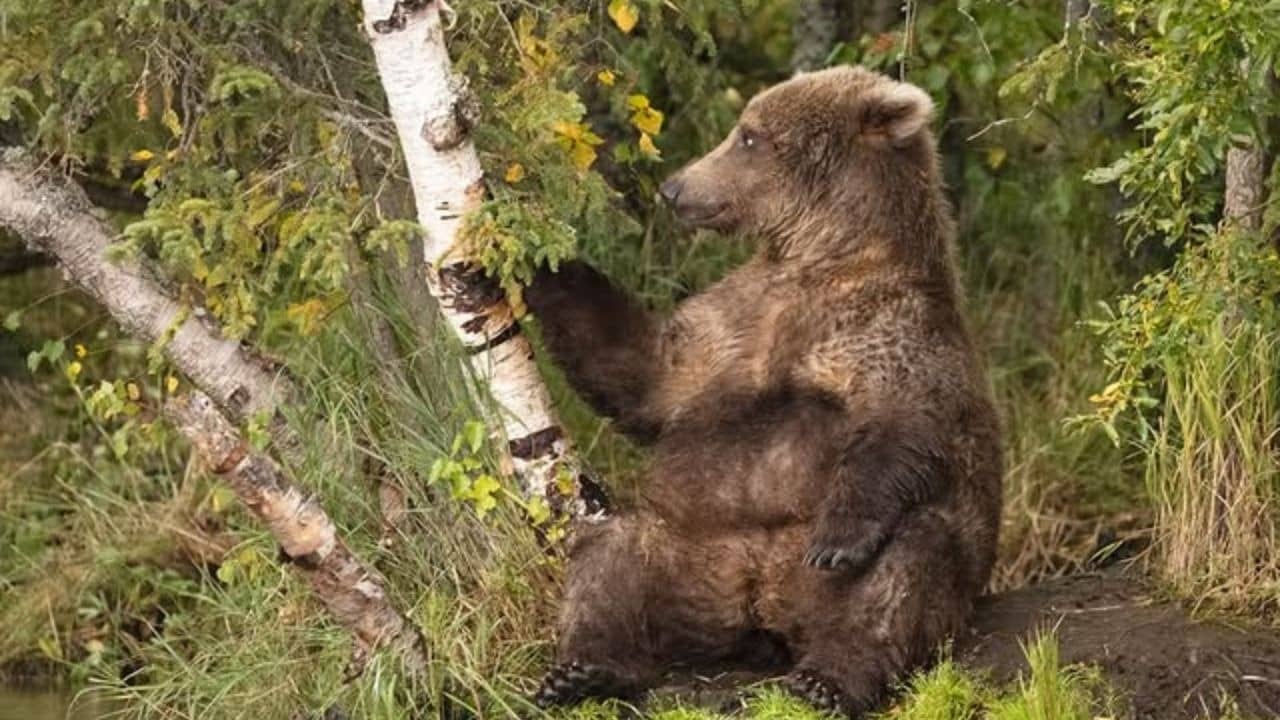 Annual Fat Bear Week: Alaska's Brawny Bruins Go Head to Head to Emerge As Champions, Here's All ...