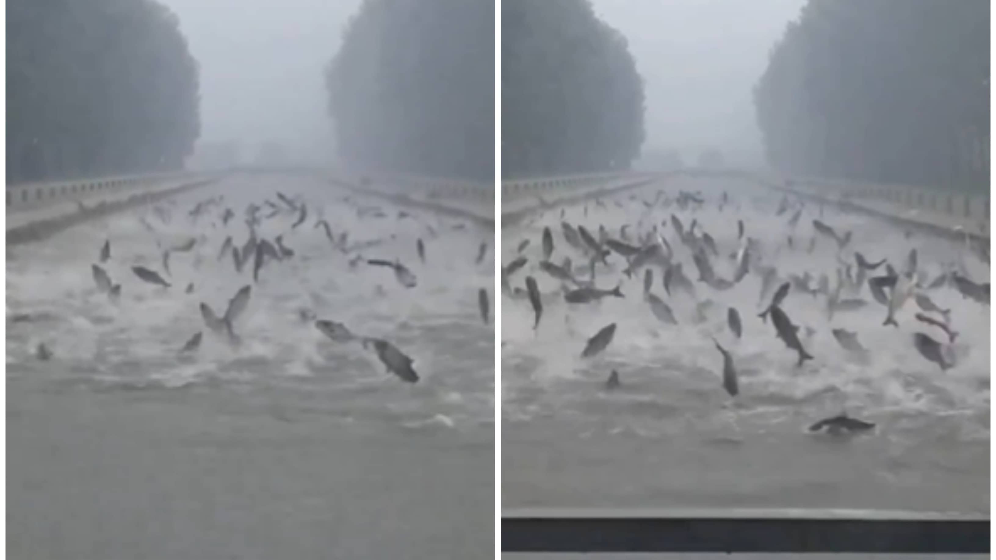 Viral Video Shows Hundreds of Fish Dancing in Shenyang's Flooded River ...
