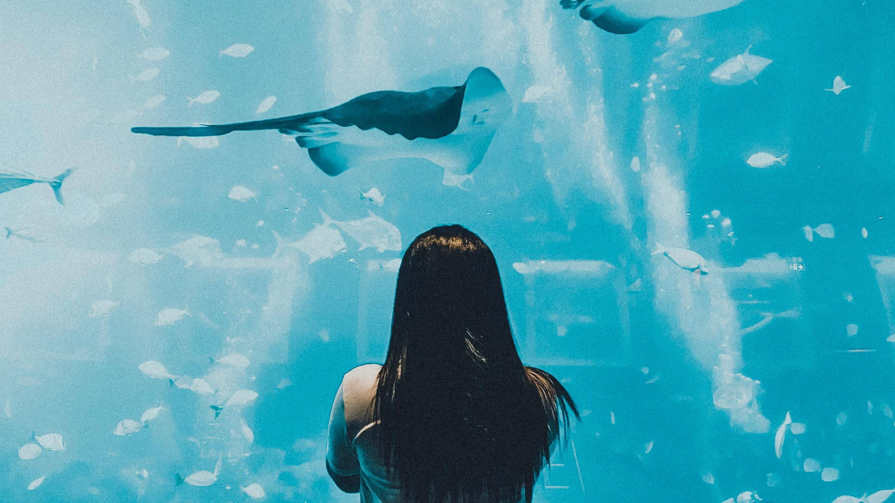 Watching Fish In An Aquarium Can Also Melt Away Stress And Anxiety ...