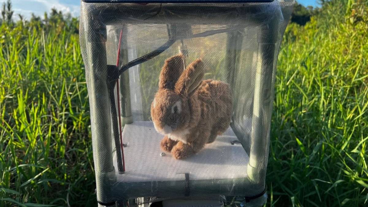 Florida Deploys Robot Rabbits To Lure And Capture Invasive Burmese ...