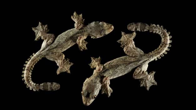 Draco Lizard To Paradise Tree Snake: Amazing Animals That Can Fly ...