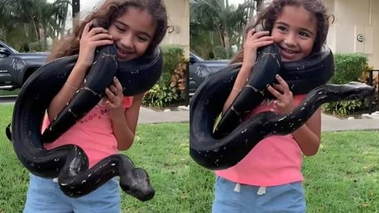 Viral Video: Little Girl Lifts Huge Snake on Her Shoulders, Sparks ...