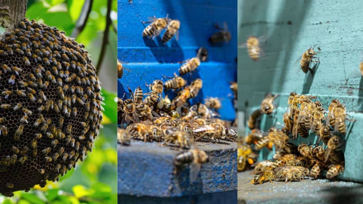 Honey Bee Removal Tips: आपके घर में मधुमक्खियों ने बना लिया है छत्ता? इस एक ट्रिक से छज्जा ...