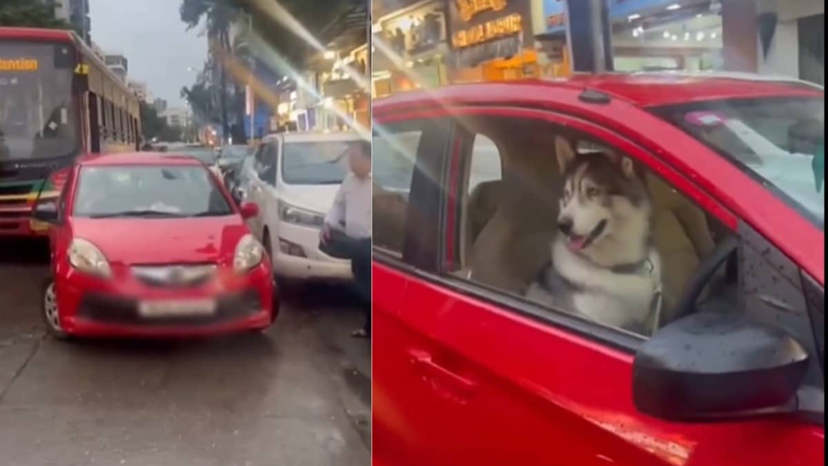 ‘Dogesh bro ghoomne nikle hai’: Husky In Driver’s Seat Causes Traffic ...