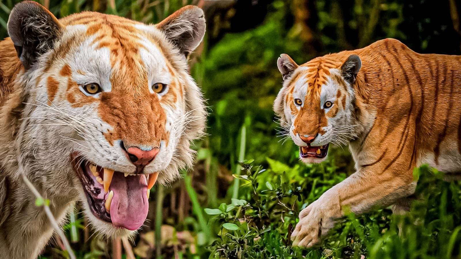 In Pictures: Rare 'Golden Tiger' Spotted in Kaziranga National Park ...