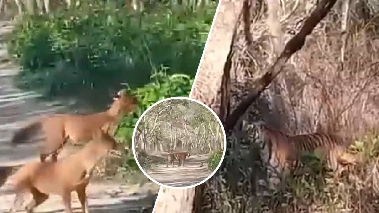 Who Will Win? Video Shows Intense Showdown Between Dholes and Tiger in Rare Forest Encounter ...