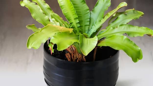 10 Fragrant Flowering Plants To Make Your Home Smell Divine | Republic ...