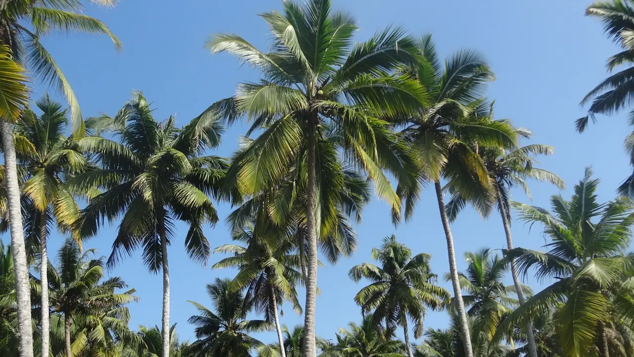 Kamala Harris' 'Coconut Tree' Quote Goes Viral: Here's What It Means ... Kamala Harris' 'Coconut Tree' Quote Goes Viral: Here's What It Means ...
