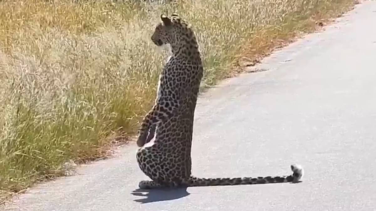 Viral Video: Leopard Stands Like a Human to Stalk Its Prey — Nature’s ...