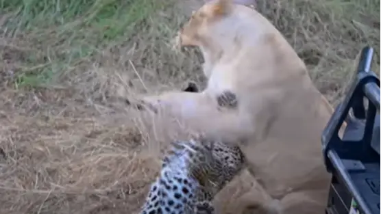 Viral Video: Mother Leopard Fights Lion to Save Cubs in Africa | Republic World