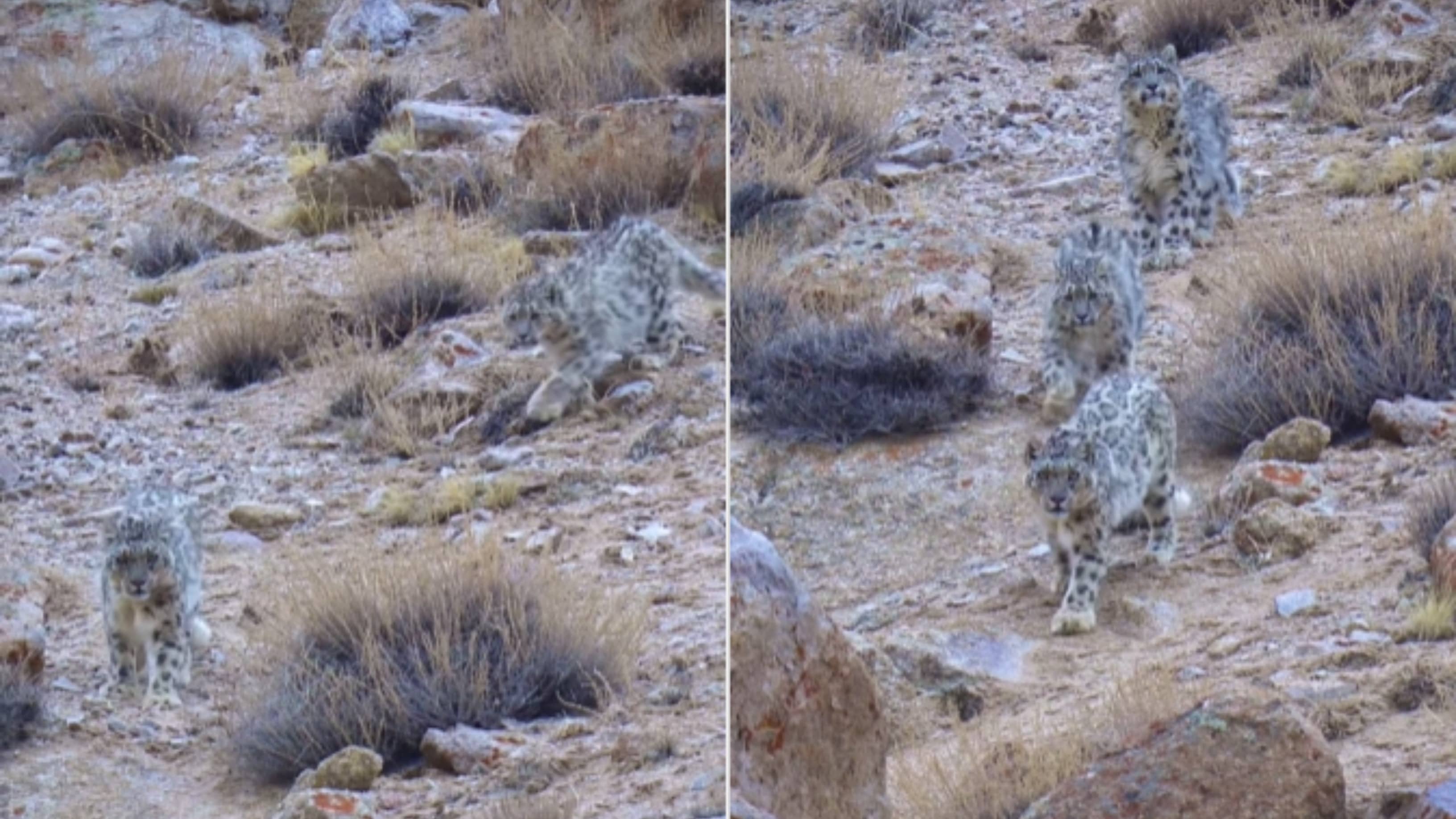 Snow Leopardess And Her Two Cubs Caught on Camera In Ladakh | WATCH ...