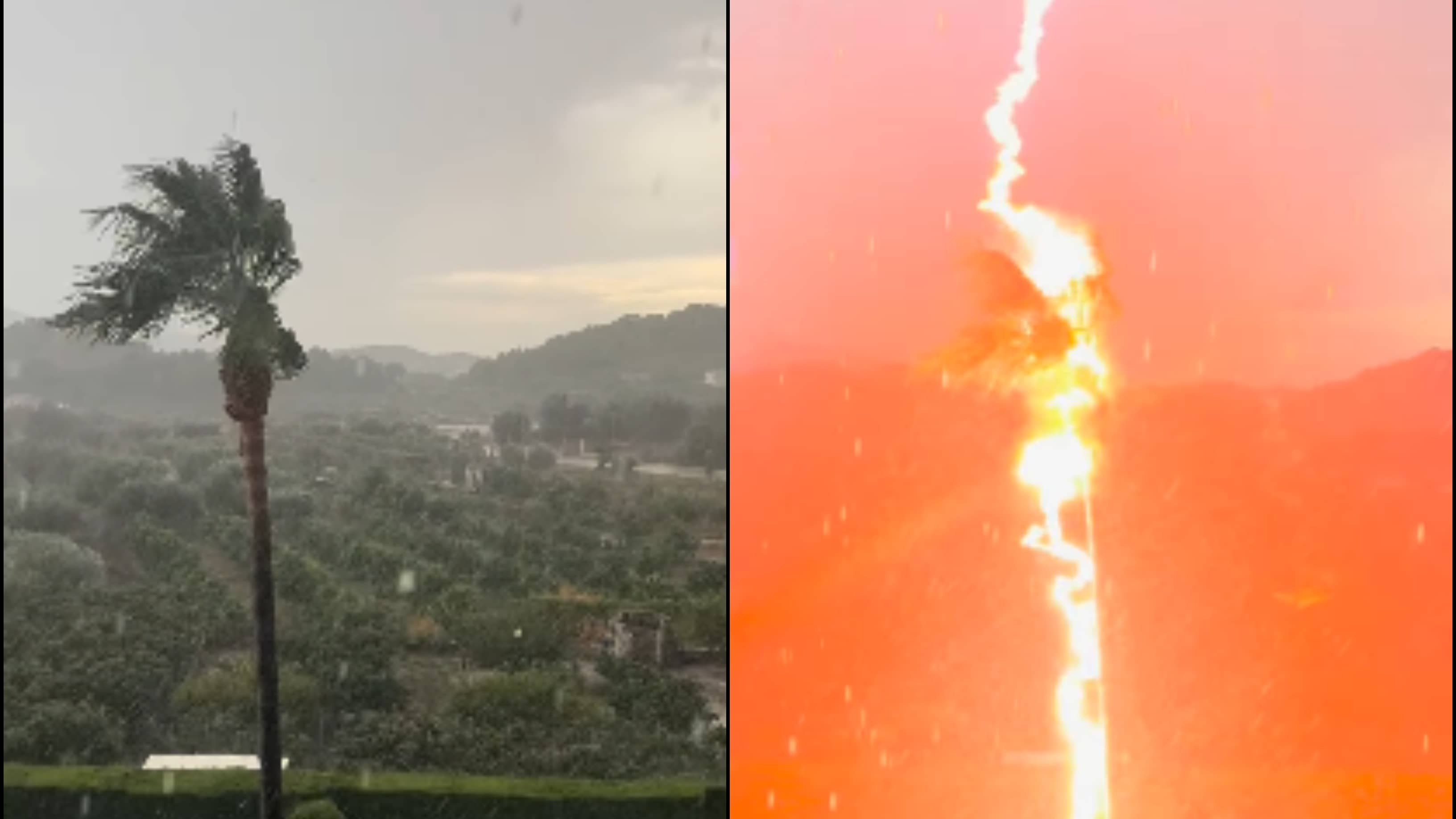 Lightning Strikes Palm Tree During Heavy Rains, Sends Shivers Down ...