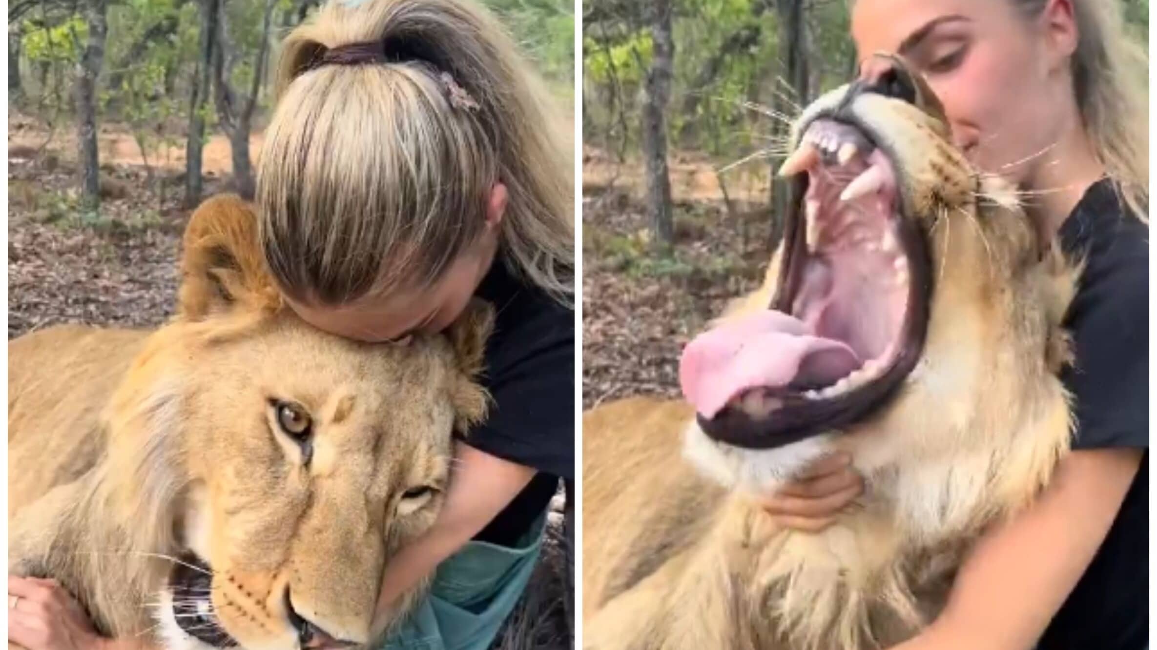 Watch: Woman Hugs and Kisses a Lion in Viral Video, Internet Reacts ...