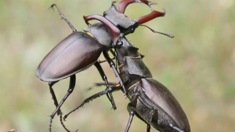Stag Beetle, The World's Costliest Insect, Priced Equivalent to a ...