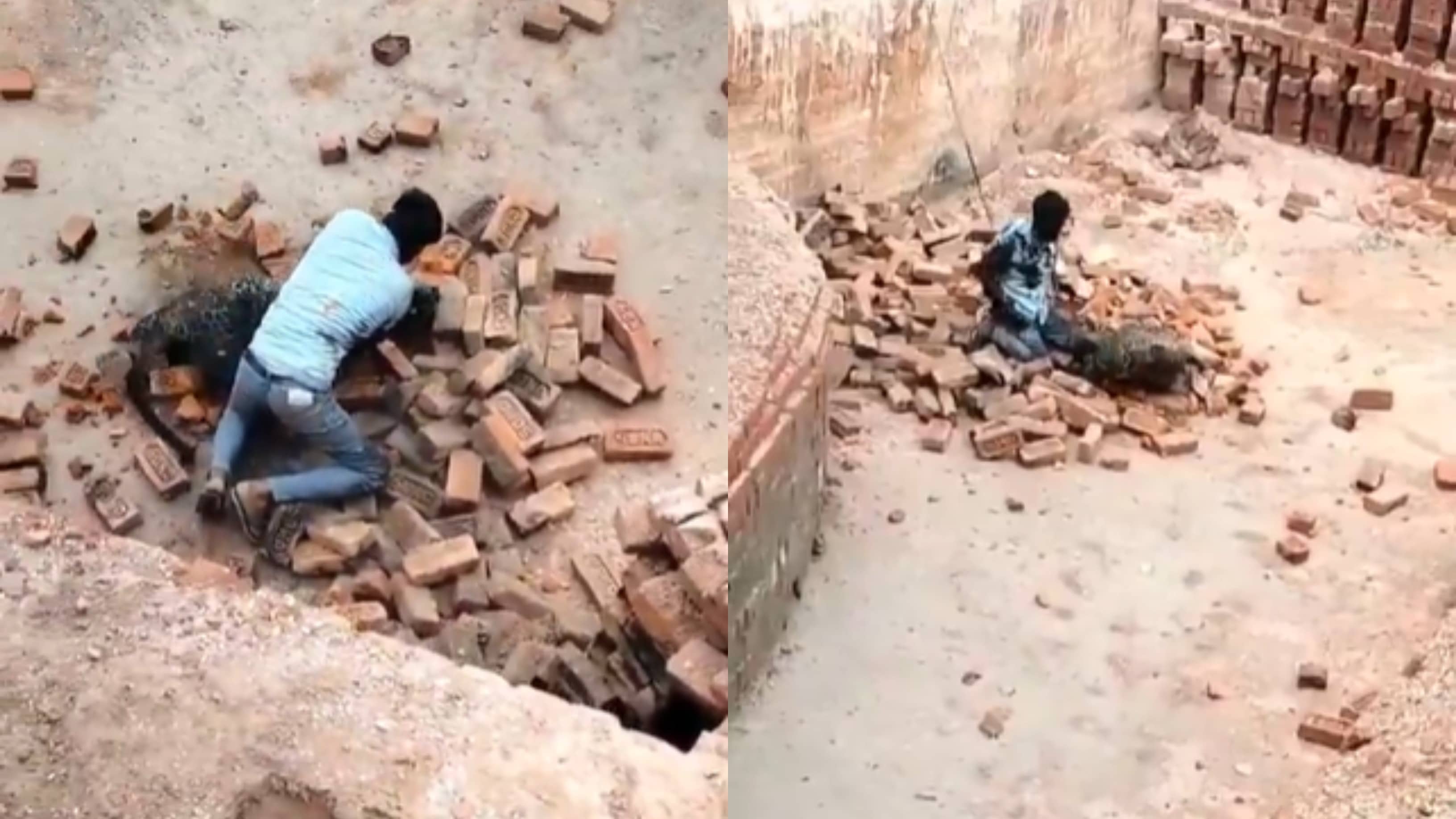Man Vs Leopard: Video Captures Brick Kiln Worker Bravely Fighting Wild ...