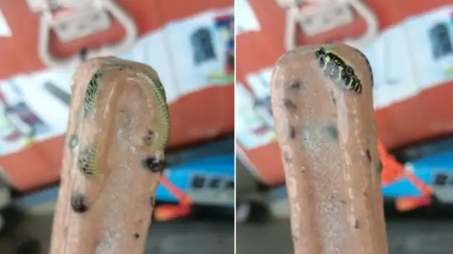 ‘Wild Version of Ice Cream’: Man Finds Frozen Snake Inside Popsicle in Thailand, Leaves Internet ...