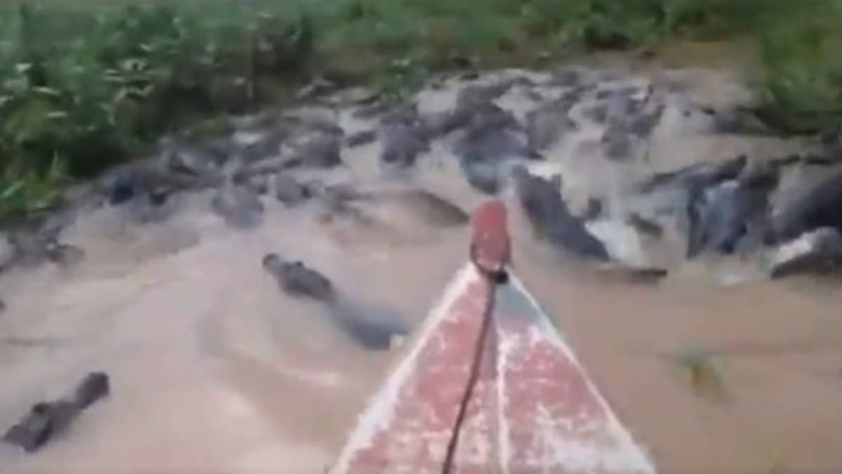 Man Steers Motor Boat Through Crocodile-infested River Leaving Netizens ...