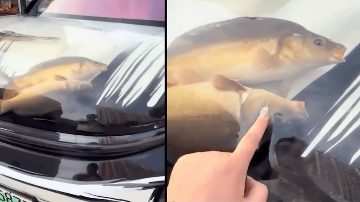 Man’s Bizarre Car Hack Leaves Internet Gasping and Fish Struggling | Video | Republic World