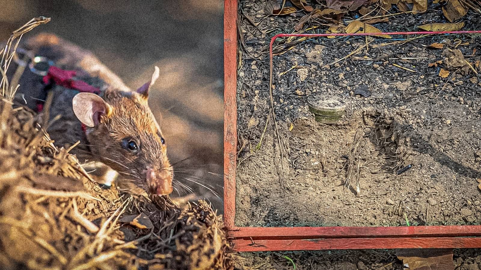 Meet Ronin, The Brave Rat Who Sniffed Out 109 Landmines And Made ...