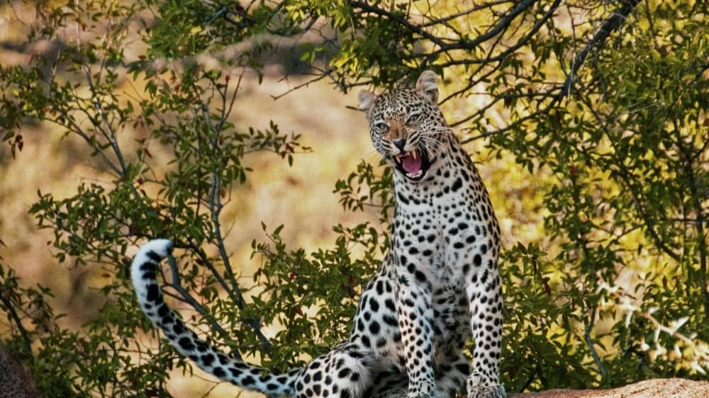 Good News! SGNP Mumbai to Introduce 'Leopard Safari' for Visitors Soon ...