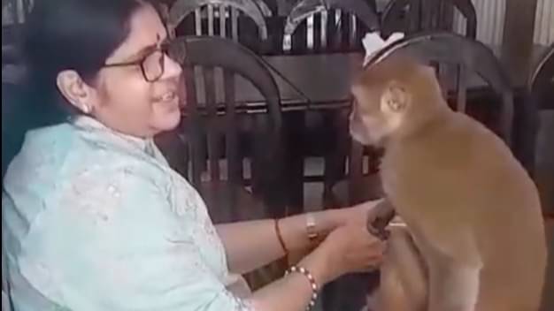 Monkey Hugs Woman As She Sings Ram Bhajan In Rare Video | Watch | Republic World