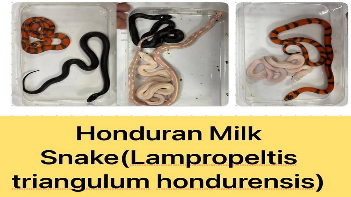 Mumbai Customs Officials Foil Major Wildlife Trafficking At Airport, 61 ...