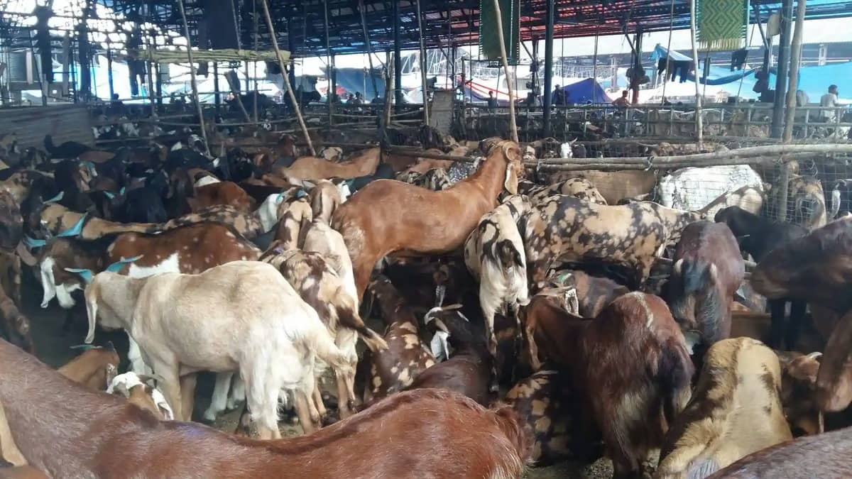 Deonar Slaughterhouse to Remain Closed, No Meat Sale in Mumbai on ...