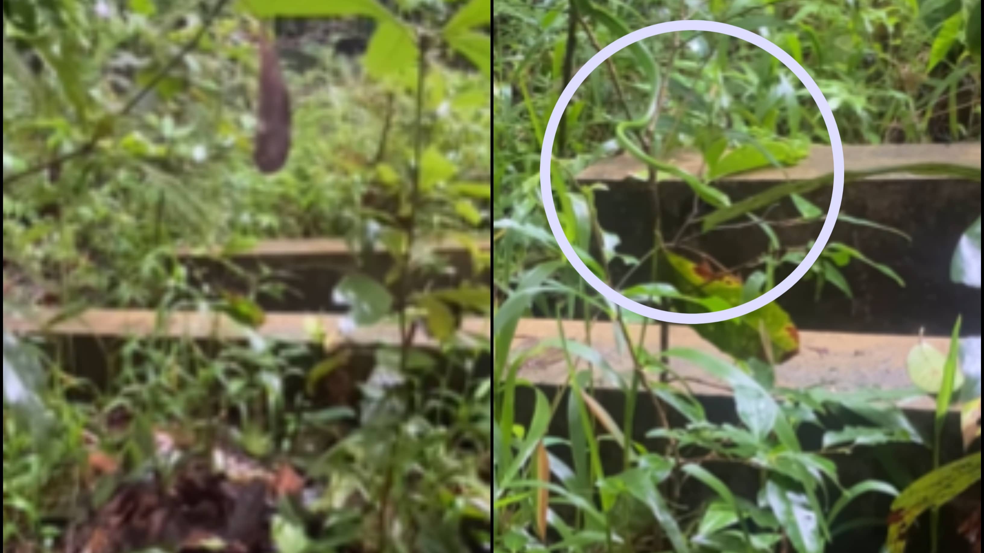 ‘Name it John Cena’: Viral Video Captures Incredible Camouflage of ...