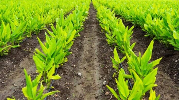 Piyush Goyal Launches National Turmeric Board On Makar Sankranti To ...