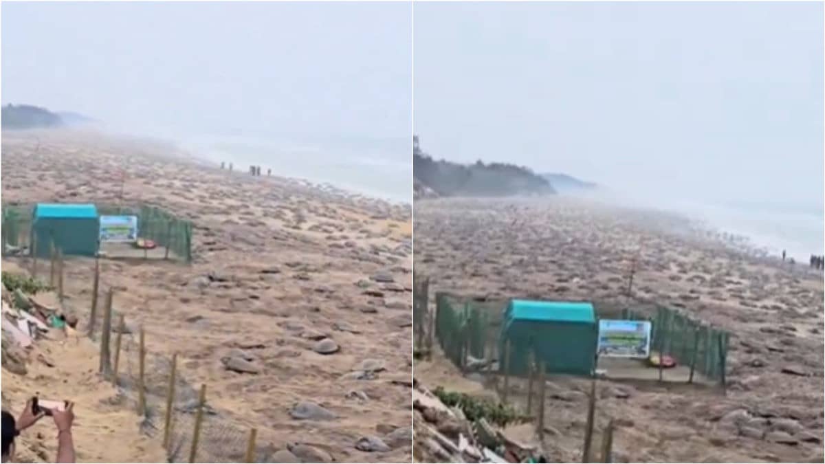 Nearly 7 Lakh Sea Turtles Nest In Odisha’s Rushikulya, Old Video Goes ...