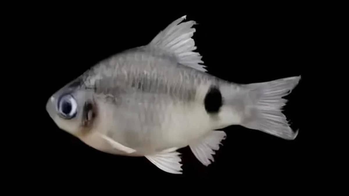 Researchers Discover New Fish Species in Brahmaputra Basin, Names It ...