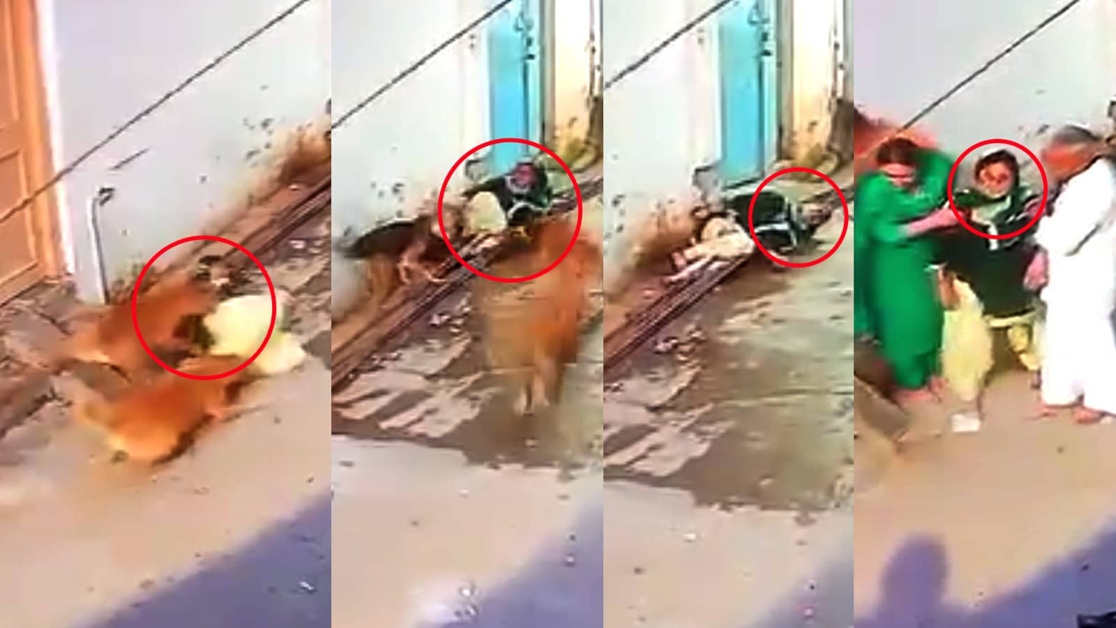 Pack of Stray Dogs Maul Girl in Haridwar; Terrifying Incident Captured ...