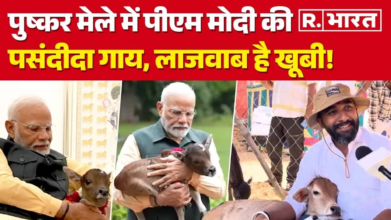Pushkar Mela में देखी सबसे छोटे कद की गाय, लाजवाब है खूबी, PM Modi की भी है दुलारी! | Ajmer News ...