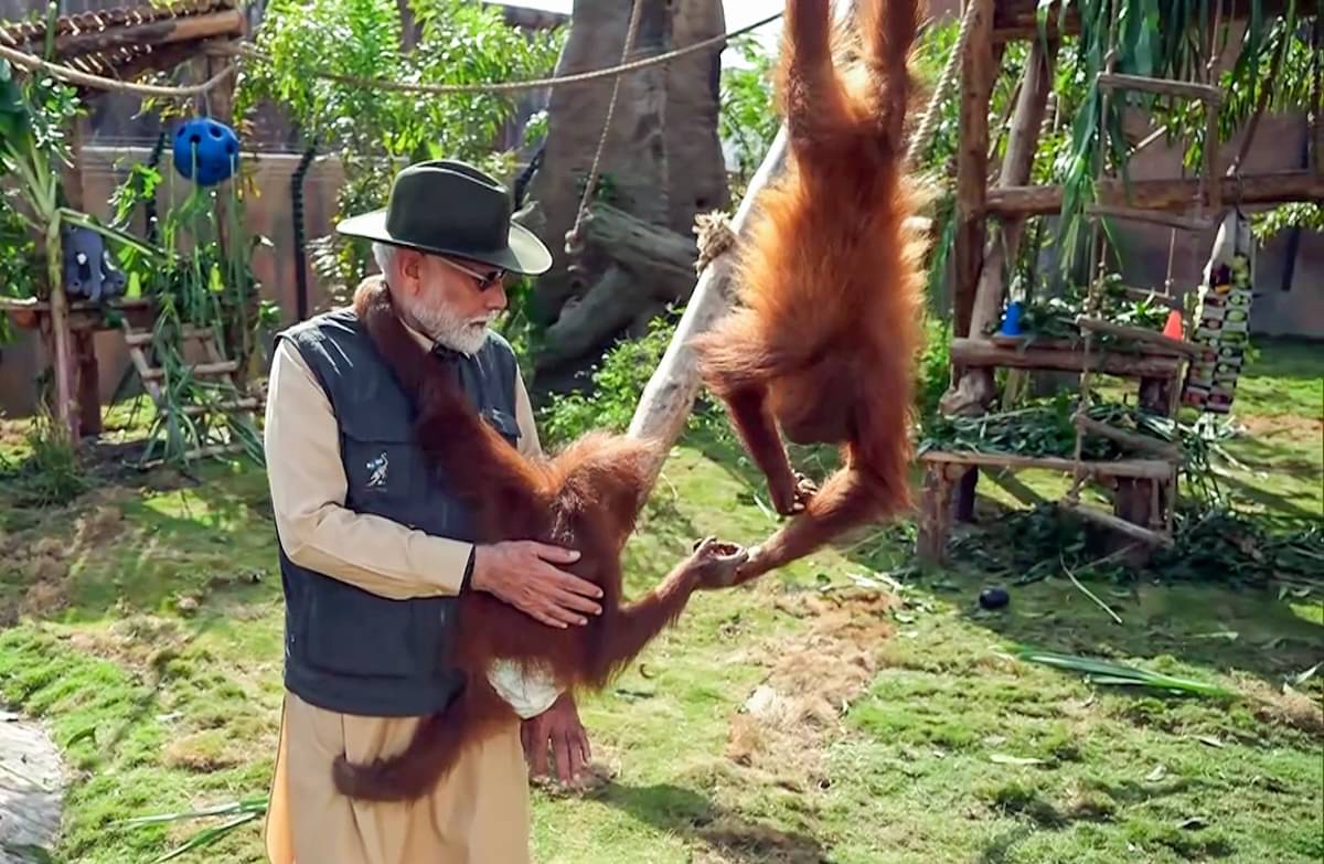 Watch: PM Modi And Lion Face-to-Face At Vantara Wildlife Conservation ...